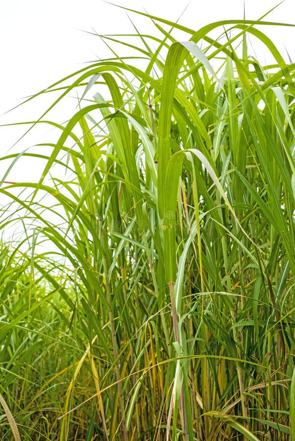 Switch Grass 810294 stock photo. Image of panicum, virgatum - 180053812