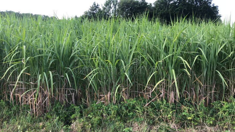 Switch Grass in Summertime with Young Fresh Plants in Summer in Germany ...