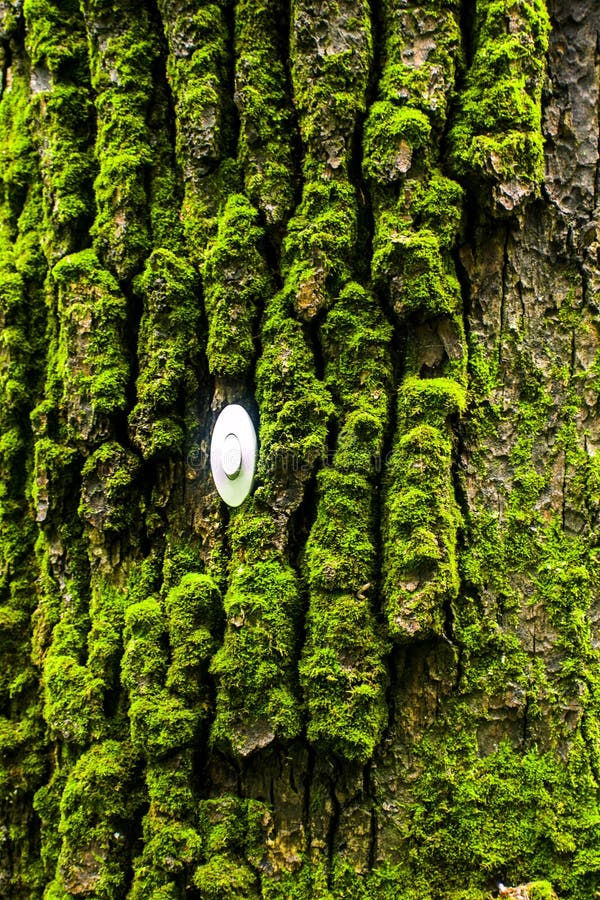 The switch in the woods stock image. Image of birch, choice - 44194191
