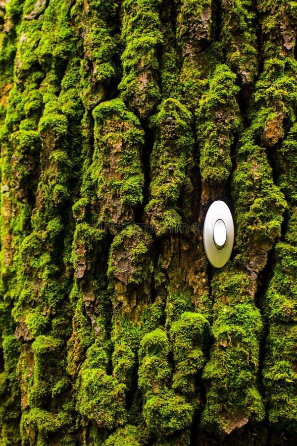 The switch in the woods stock image. Image of energy - 44194213