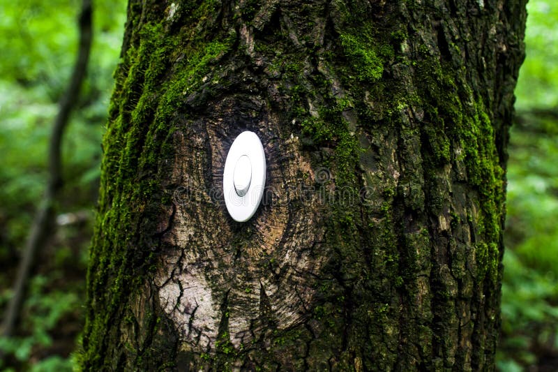 The switch in the woods stock image. Image of nature - 44194265