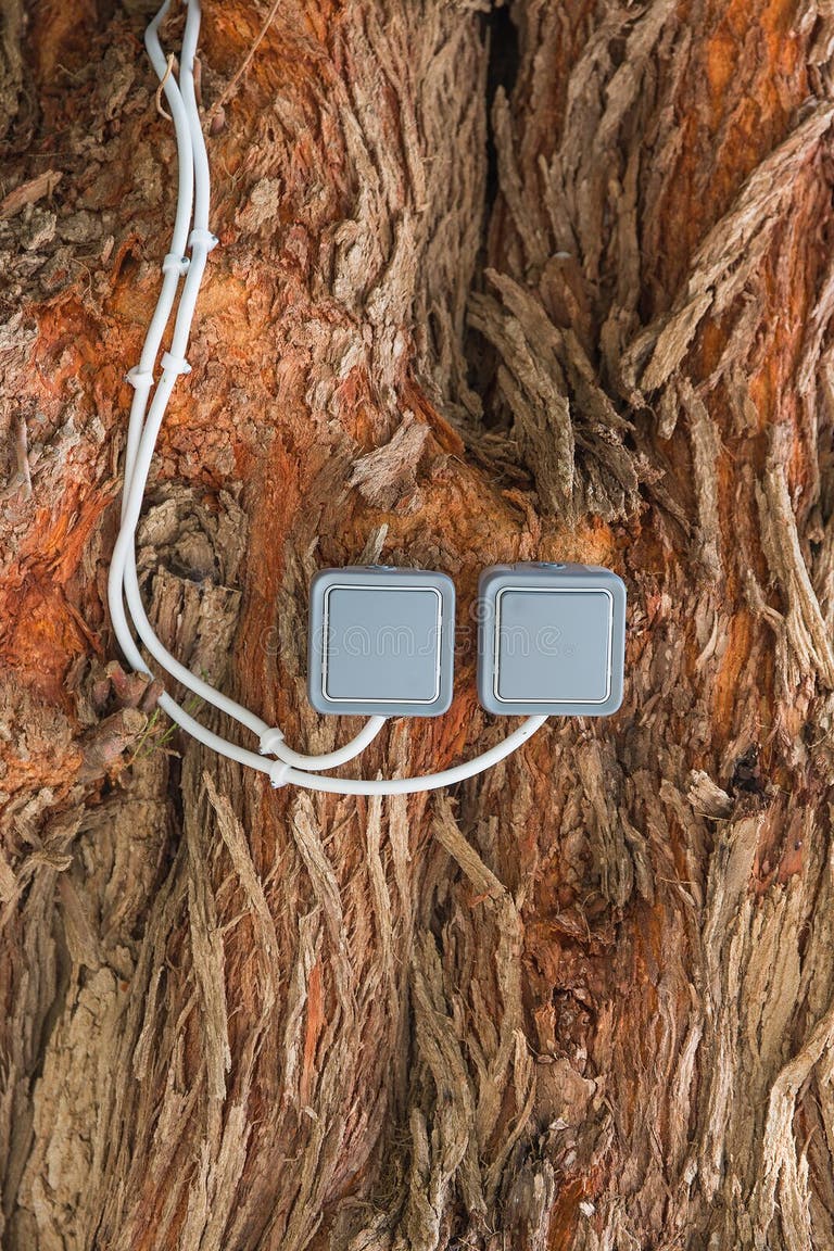 226 Switches Tree Stock Photos - Free & Royalty-Free Stock Photos from ...