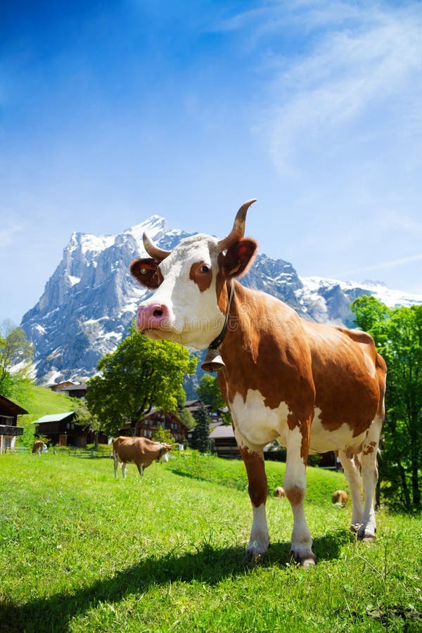 Switzerland cow stock image. Image of cows, mountain - 32353569