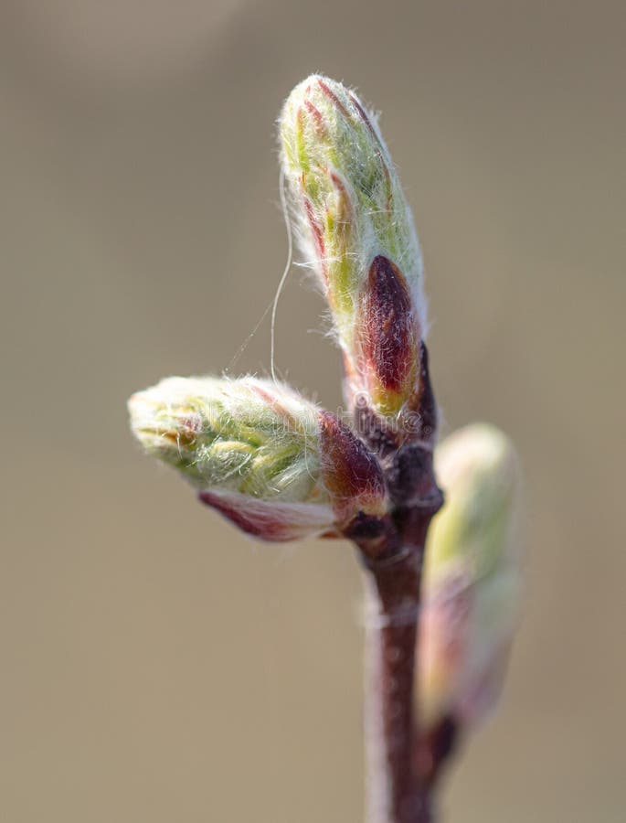 Swollen Bud with Leaves on a Tree Branch. Stock Image - Image of branch ...