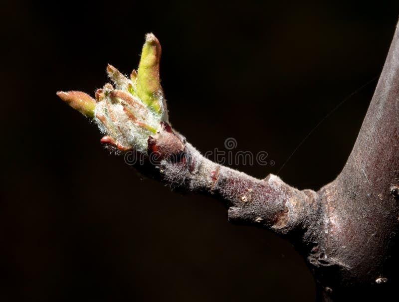 Swollen Buds of an Apple Tree on a Branch in Spring. Macro Stock Image ...