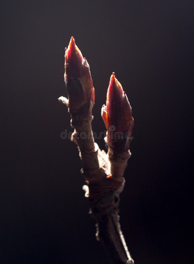 Swollen Buds Going To Burst at Spring Stock Photo - Image of fresh ...