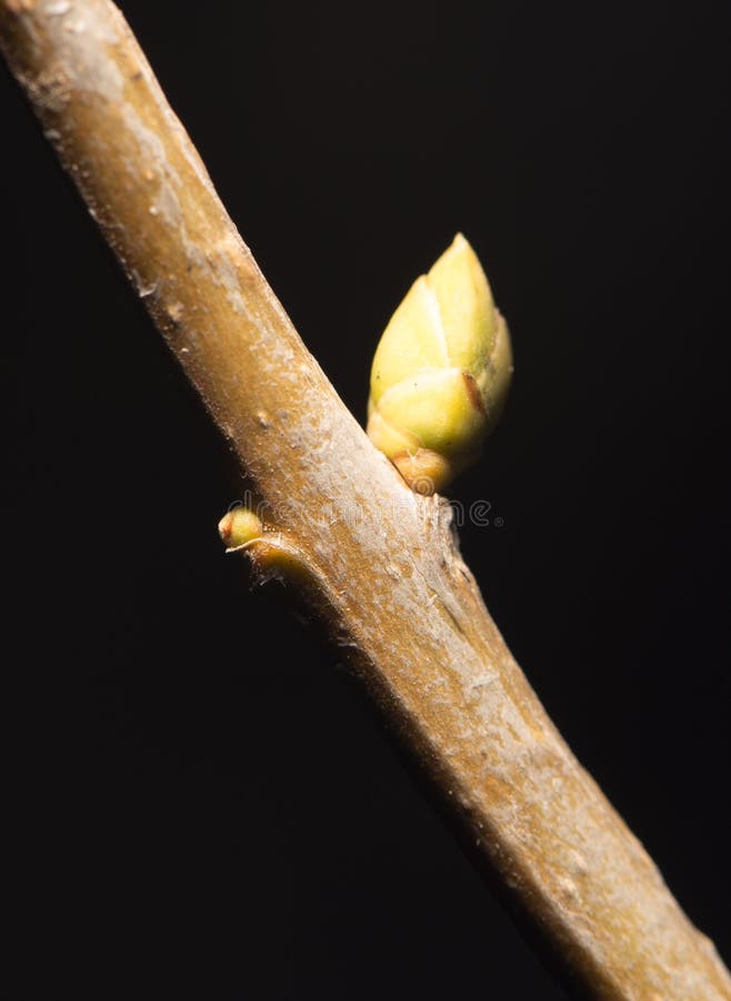 Swollen Buds Going To Burst at Spring Stock Image - Image of blossom ...