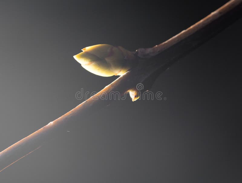 Swollen Buds Going To Burst at Spring Stock Image - Image of freshness ...