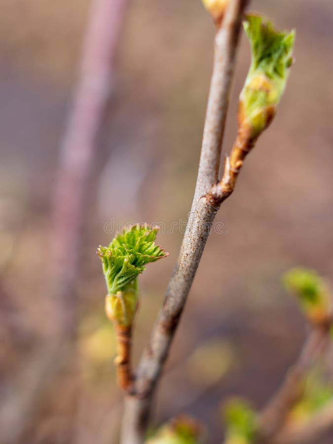 Swollen Buds on a Tree Branch in Spring Stock Image - Image of flora ...