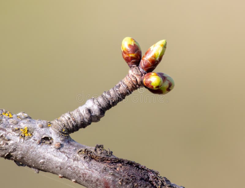 Swollen Cherry Buds on a Branch in Spring Stock Image - Image of bush ...