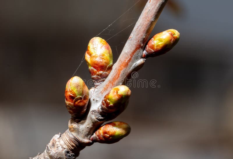 Swollen Cherry Buds on a Branch in Spring Stock Image - Image of white ...