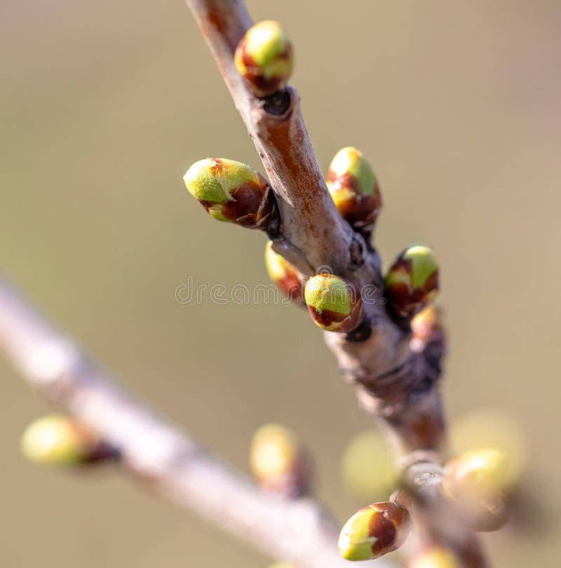 Swollen Cherry Buds on a Branch in Spring Stock Photo - Image of nature ...