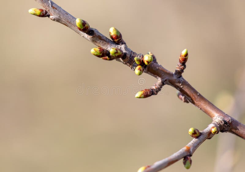 Swollen Cherry Buds on a Branch in Spring Stock Photo - Image of blue ...