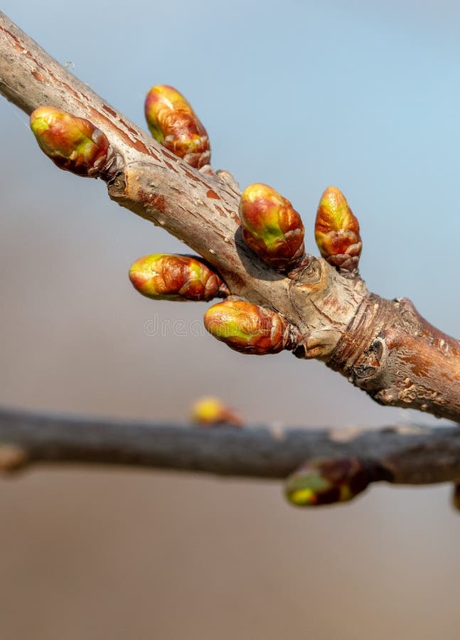 Swollen Cherry Buds on a Branch in Spring Stock Image - Image of ...