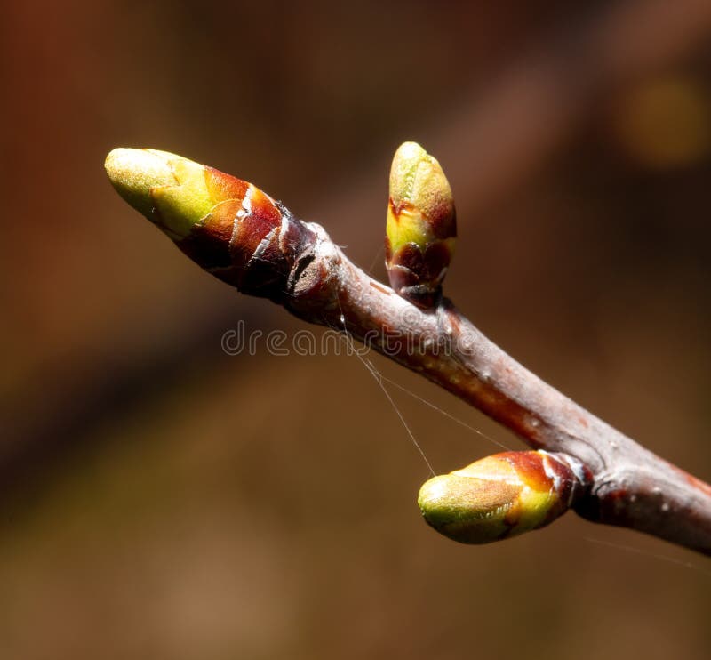 Swollen Cherry Buds on a Branch in Spring Stock Photo - Image of twig ...