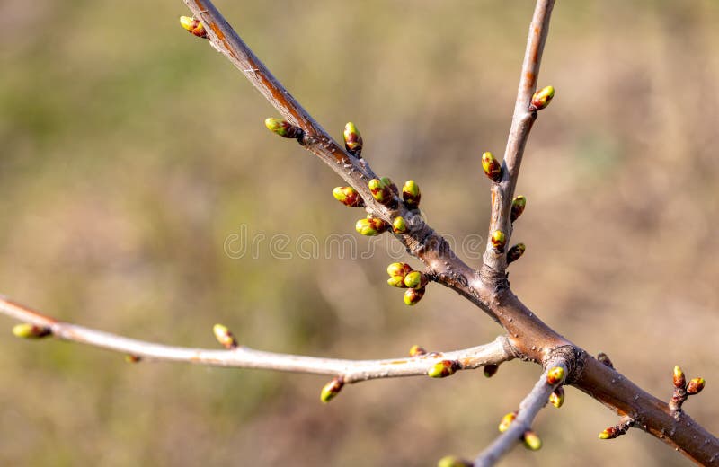 Swollen Cherry Buds on a Branch in Spring Stock Image - Image of nature ...