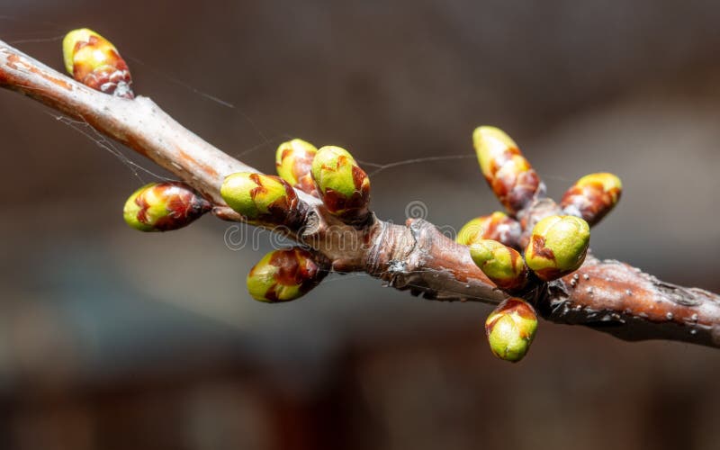 Swollen Cherry Buds on a Branch in Spring Stock Photo - Image of ...