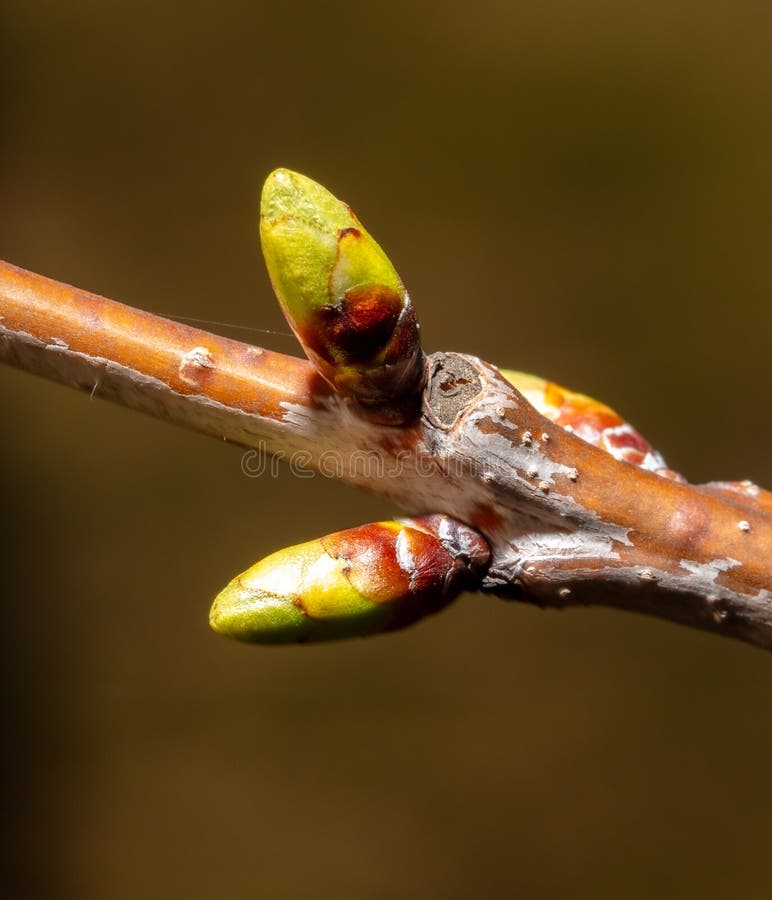 Swollen Cherry Buds on a Branch in Spring Stock Photo - Image of ...