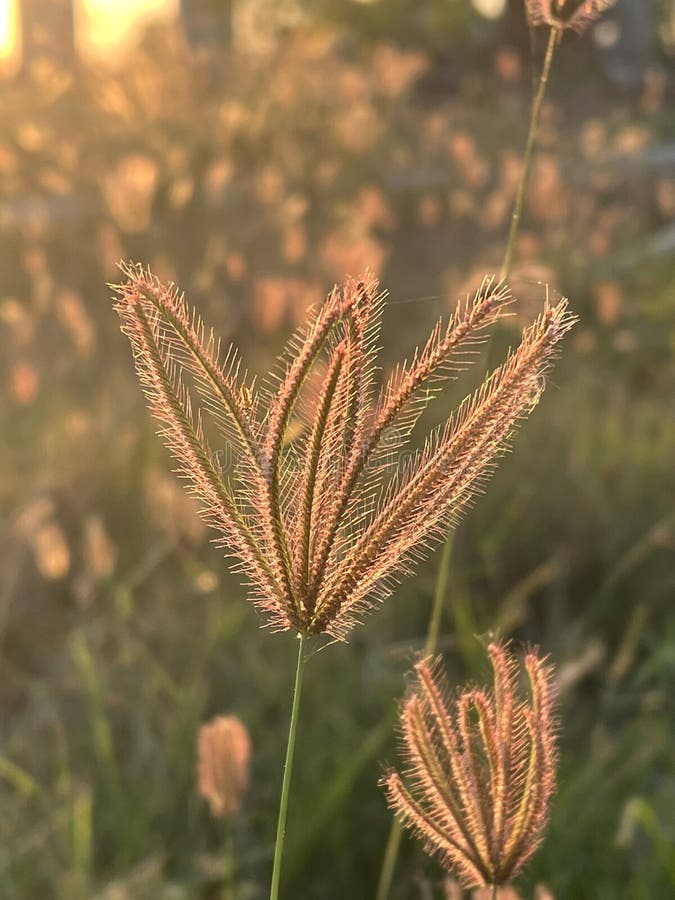Swollen Finger Grass Flower in Nature Garden Stock Image - Image of ...