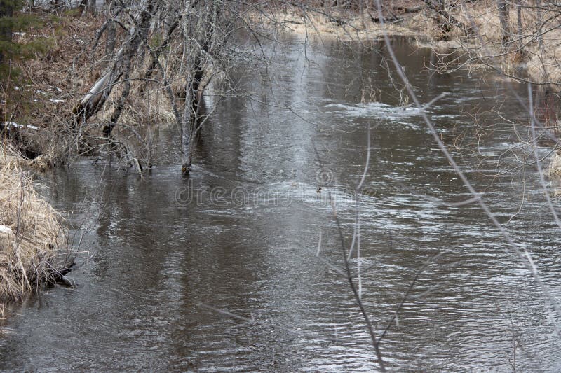 A swollen stream in spring stock image. Image of trees - 375085711