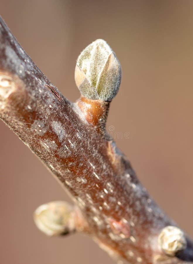 Swollen Walnut Buds on a Branch in Spring. Macro Stock Photo - Image of ...