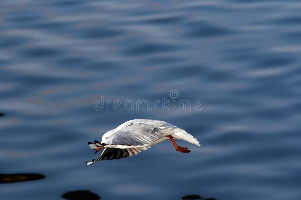 Swoop - flying gull stock image. Image of wings, headlong - 93124715