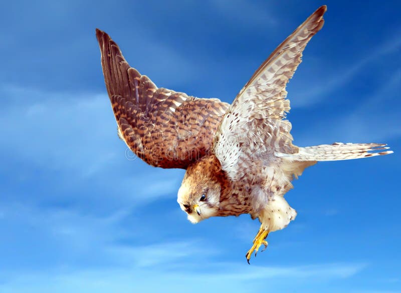 Swooping Down Falcon stock image. Image of wildlife, bird - 1247453