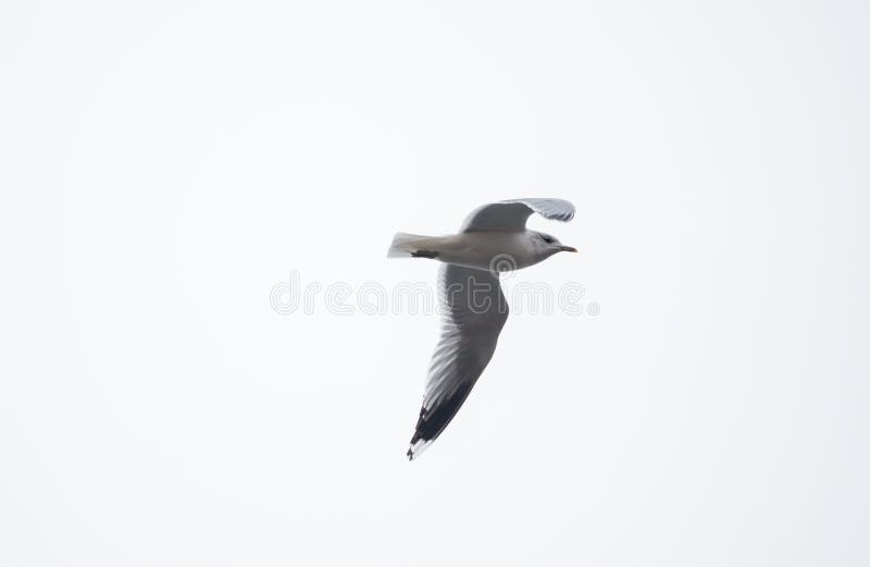 Swooping Seagull stock photo. Image of nature, feathers - 111253118