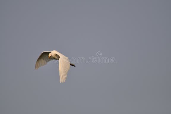 Swoosh stock photo. Image of equatorial, flying, africa - 12336194