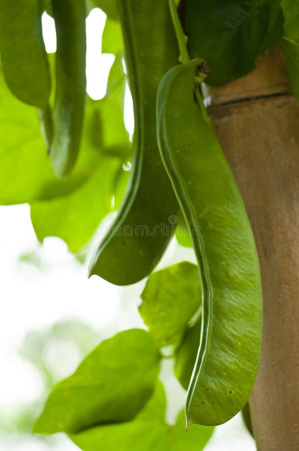 Sword Beans Isolated stock photo. Image of healthy, ingredients - 10473896
