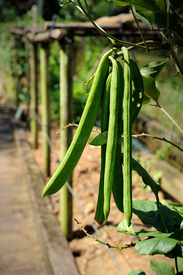Sword Bean (Canavalia Gladiata) Stock Image - Image of food, kitchen ...