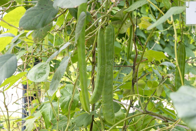 Sword bean in the farm stock image. Image of nature - 360152443