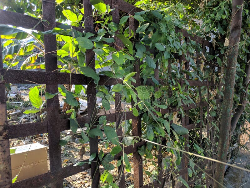 Sword Bean Plant Growing Creeping on the Iron Fence Stock Photo - Image ...