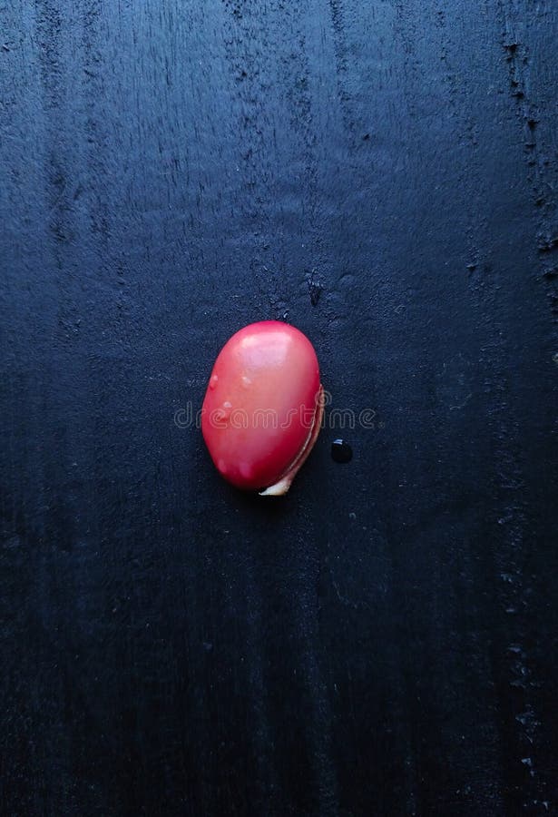 A sword bean stock photo. Image of organ, eastern, utilized - 262331904