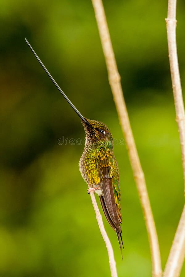 Sword-billed Hummingbird stock image. Image of tropical - 60084951