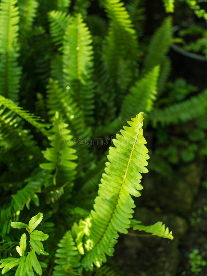 Sword Fern in the Garden stock photo. Image of leaves - 90010752