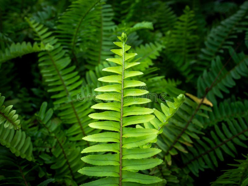 Sword Fern Leaf Standing stock photo. Image of hope - 258341992