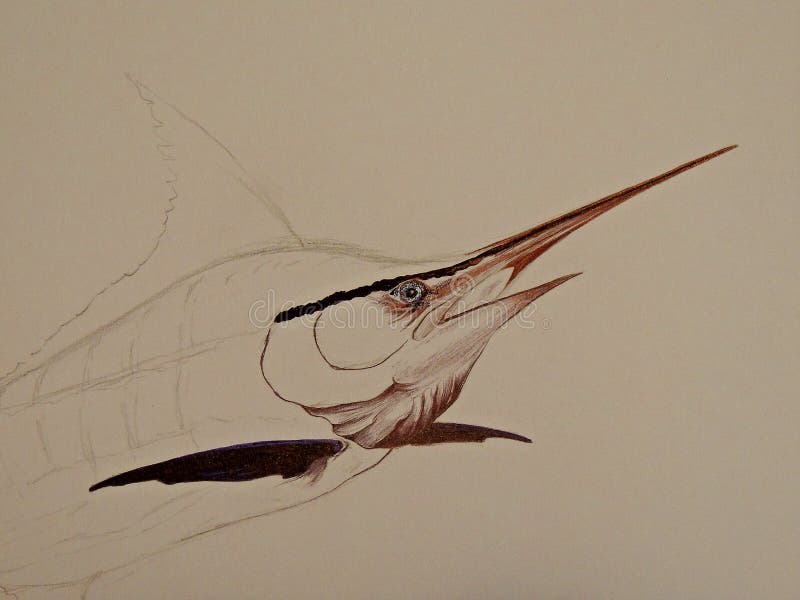 Sword fish drawing stock illustration. Illustration of fish - 84459513