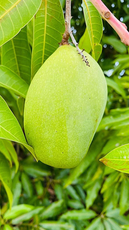 Sword Mango, a Very Common Fruit in Brazil Stock Photo - Image of ...