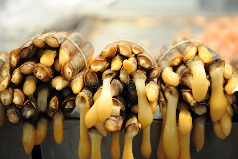 Sword Razor stock image. Image of shellfish, critters - 47159351