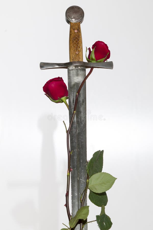 425 Sword Rose Photos - Free & Royalty-Free Stock Photos from Dreamstime