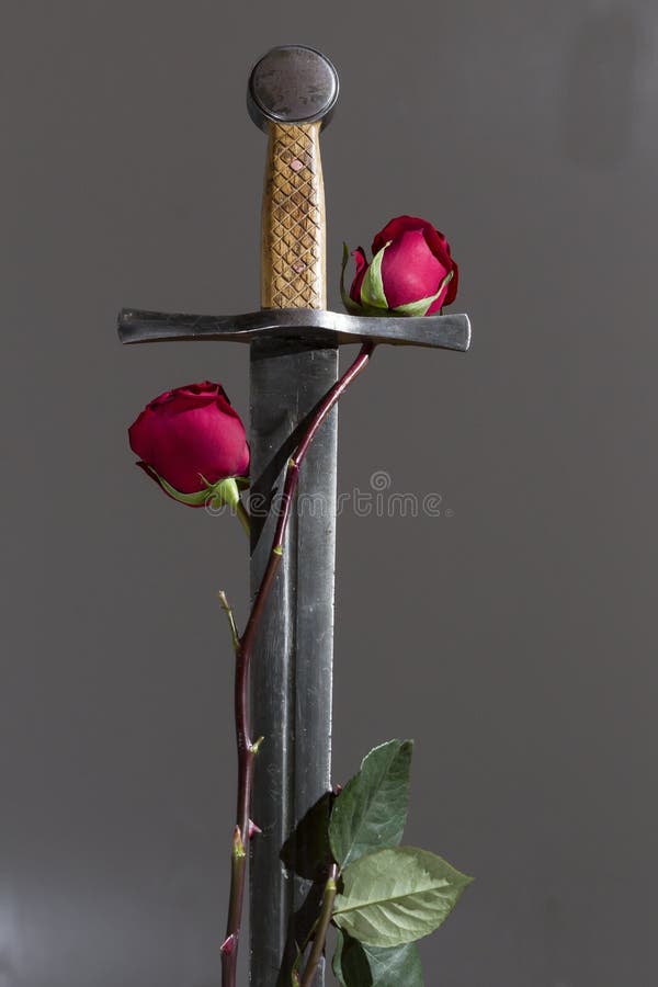 Sword and roses stock image. Image of plant, nature, fresh - 61546571