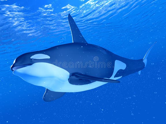 A sword whale stock illustration. Illustration of liquid - 127855405