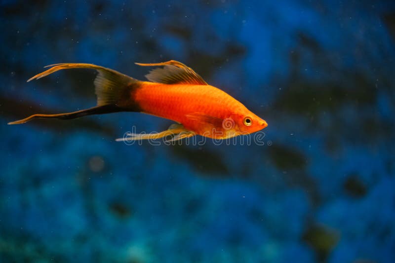 Swordfish in Aquarium, Closeup Beautiful Red Fish. Genus Peciliaceae ...