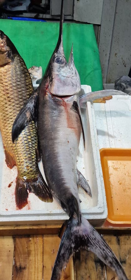 Swordfish for Sale on the Market Square in the Fish Market Stock Image ...