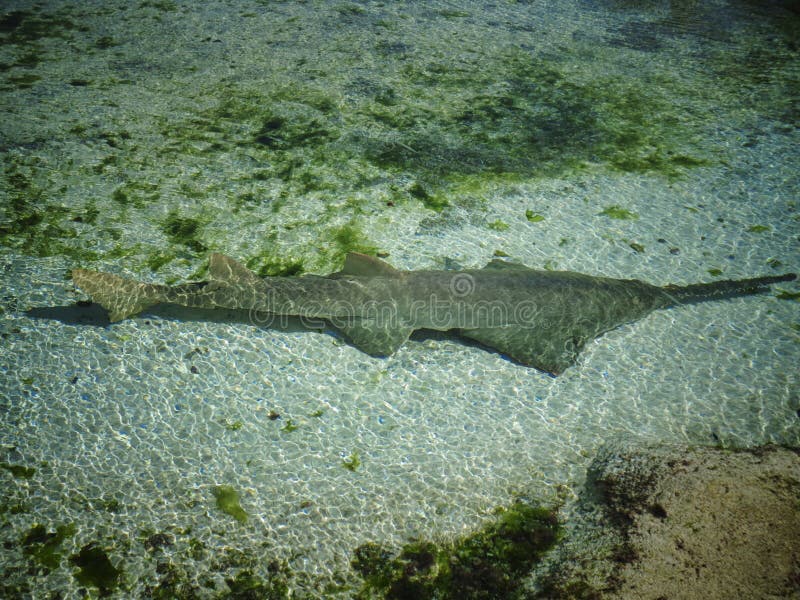 A Swordfish in a Tank at the Zoo Stock Photo - Image of cute, flash ...
