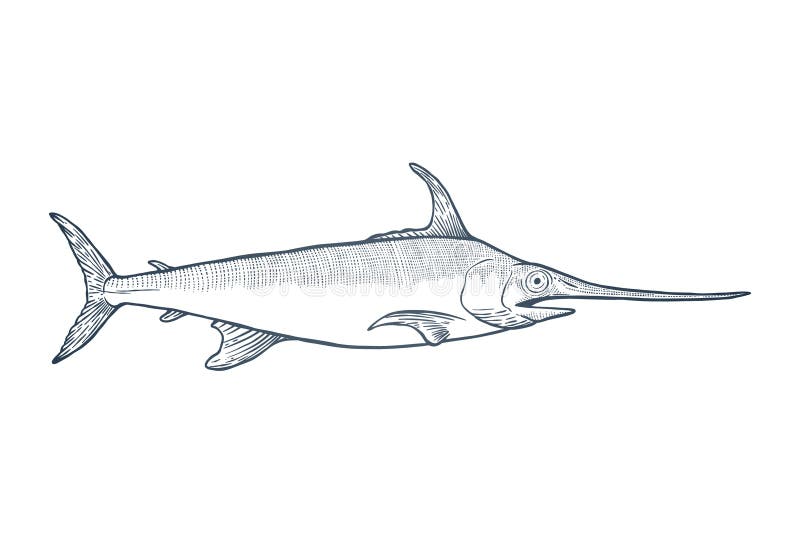 Swordfish Vector Illustration - Hand Drawn - Out Line Stock ...