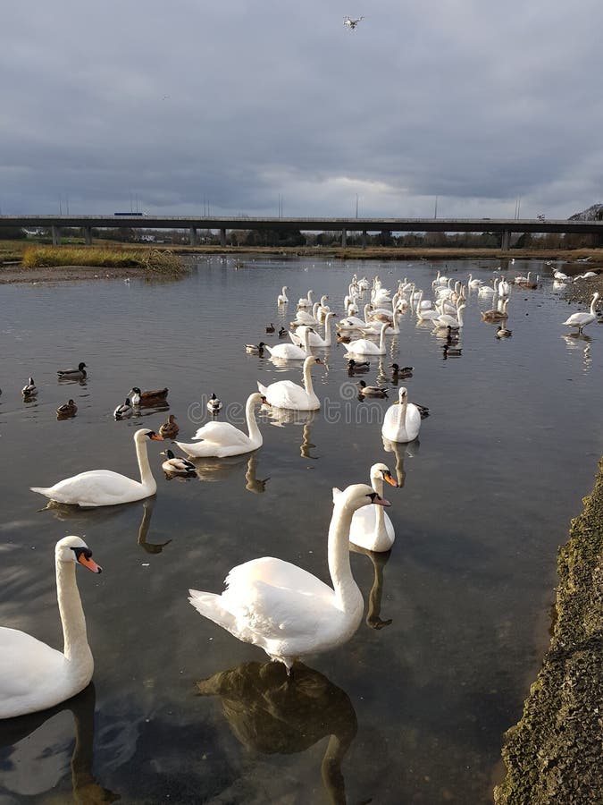 Swords estuary stock photo. Image of birds, bridge, river - 136028754