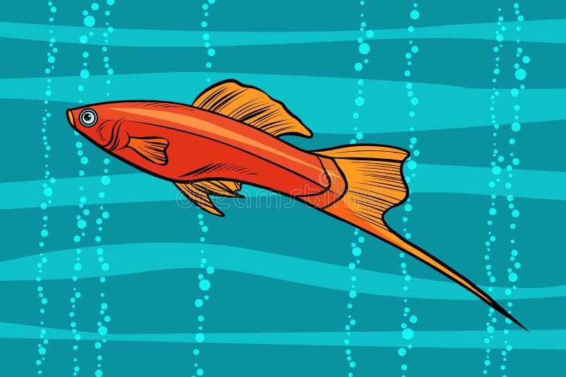 Swordtail Stock Illustrations – 524 Swordtail Stock Illustrations ...