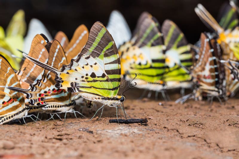 Graphium Genus Stock Photos - Free & Royalty-Free Stock Photos from ...